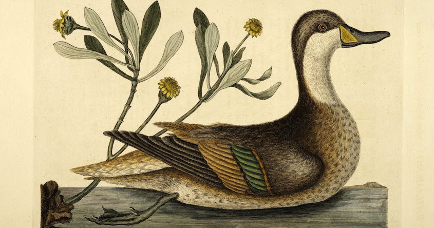 Untitled Image by Mark Catesby from The Natural History of Carolina ...