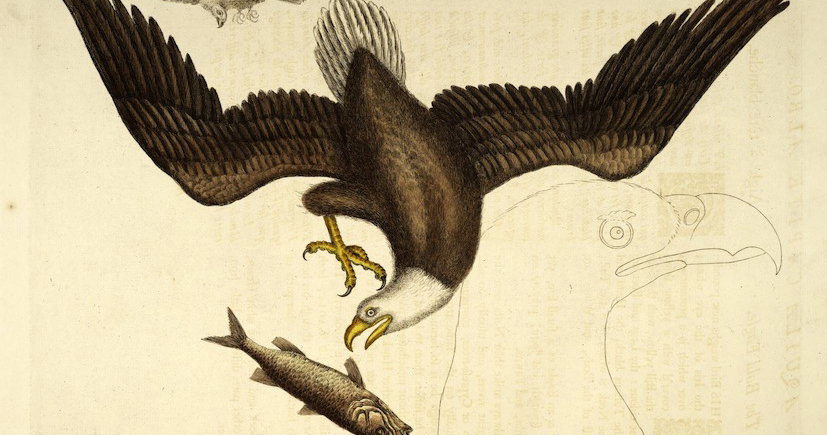 Untitled Image by Mark Catesby from The Natural History of Carolina ...