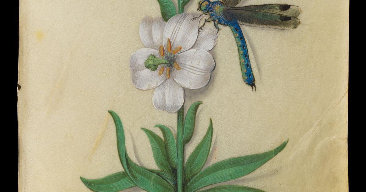 ‘White Lily (Lilium candidum)’ by Master of Claude de France from Book ...