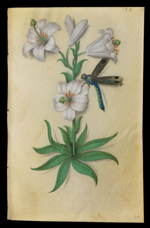 ‘White Lily (Lilium candidum)’ by Master of Claude de France from Book ...