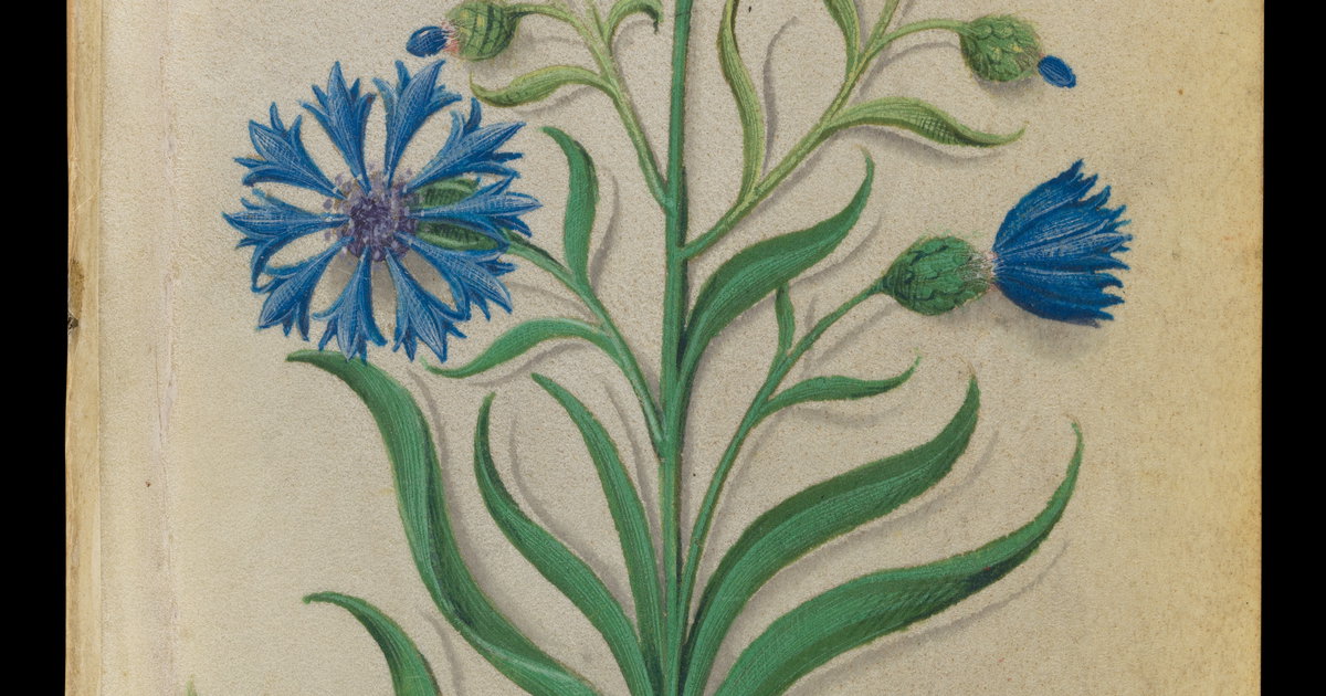 ‘Cornflower (Centaurea cyanus)’ by Master of Claude de France from Book ...