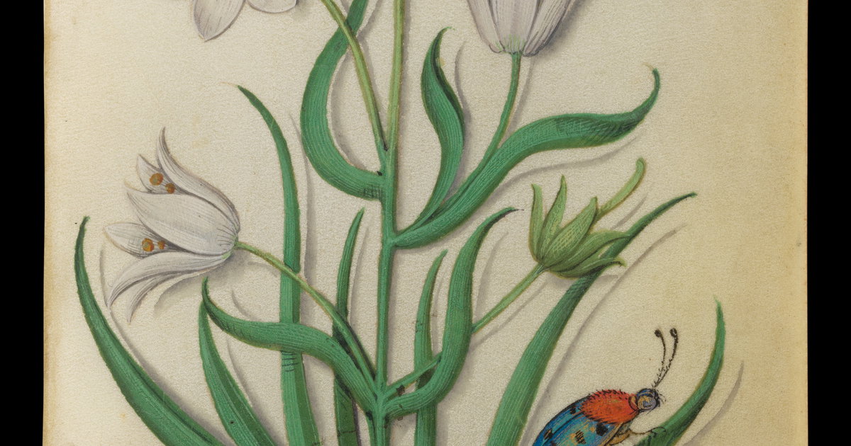 ‘St. Bernard's Lily (Anthericum liliago)’ by Master of Claude de France ...