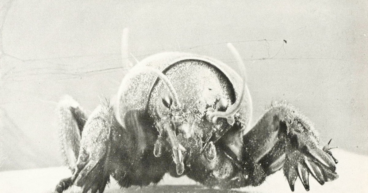 The mole cricket”.’ by David Fairchild, Marian Fairchild from Book of ...
