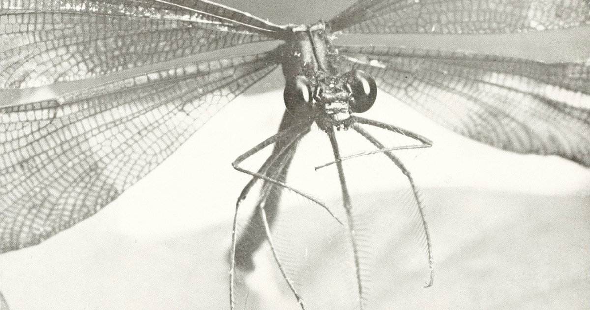 The damsel fly”.’ by David Fairchild, Marian Fairchild from Book of ...