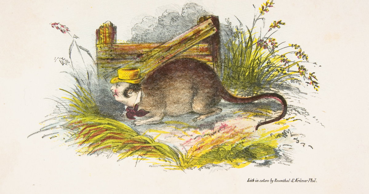 ‘One of the Rats’ by Henry L. Stephens from The Comic Natural History ...
