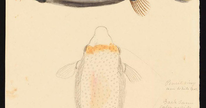 Untitled Image by Joseph Drayton, Alfred Agate from “Drawings of ...