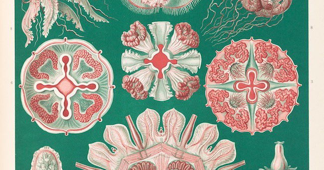 ‘Discomedusae’ by Ernst Haeckel (1904) | Public Domain Image Archive