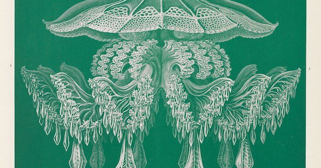 ‘Discomedusae’ by Ernst Haeckel (1904) | Public Domain Image Archive