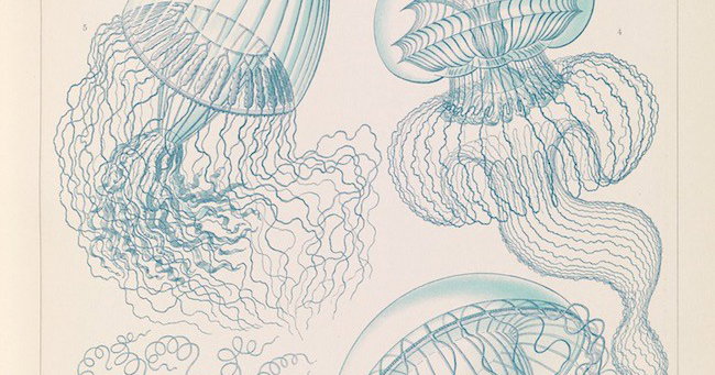 ‘Leptomedusae’ by Ernst Haeckel from Monographie der Medusen (1879 ...