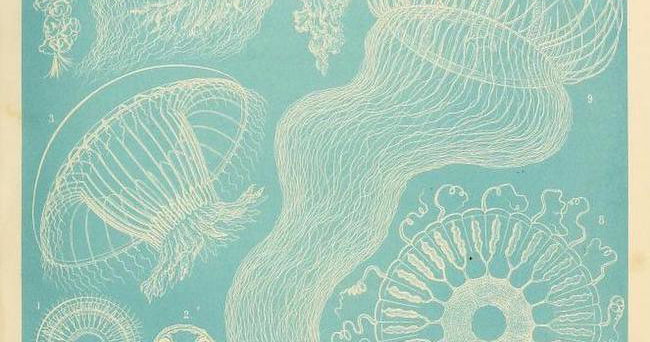 ‘Leptomedusae’ by Ernst Haeckel from Monographie der Medusen (1879 ...
