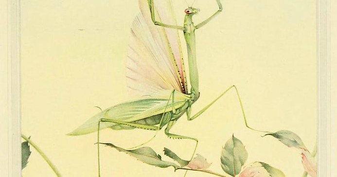 ‘The Praying Mantis’ by E. J. Detmold from Fabre's Book of Insects ...