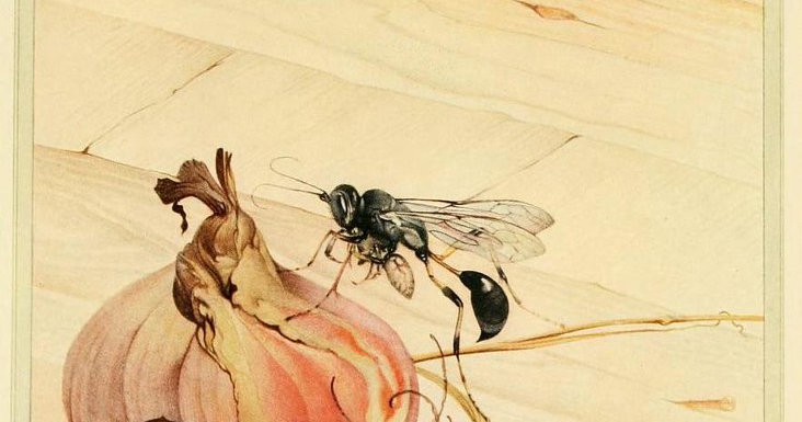 Pelopaeus Sprifex’ by E. J. Detmold from Fabre's Book of Insects ...