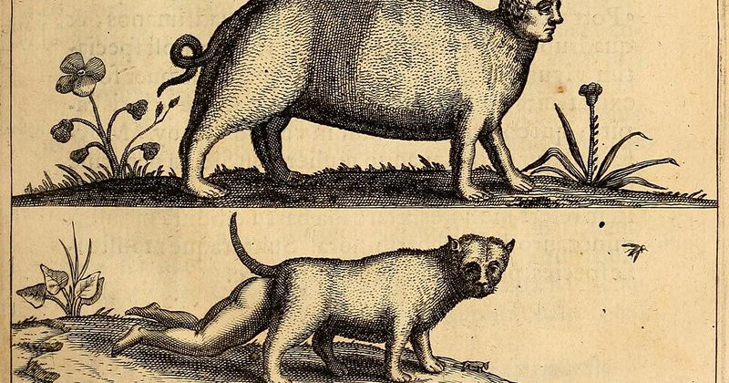 Untitled Image by Fortunio Liceti from De monstris (1665) | Public ...