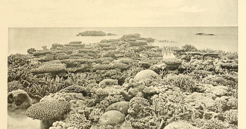 ‘Crescent Reef, Outer Barrier Series’ by William Saville-Kent from The ...