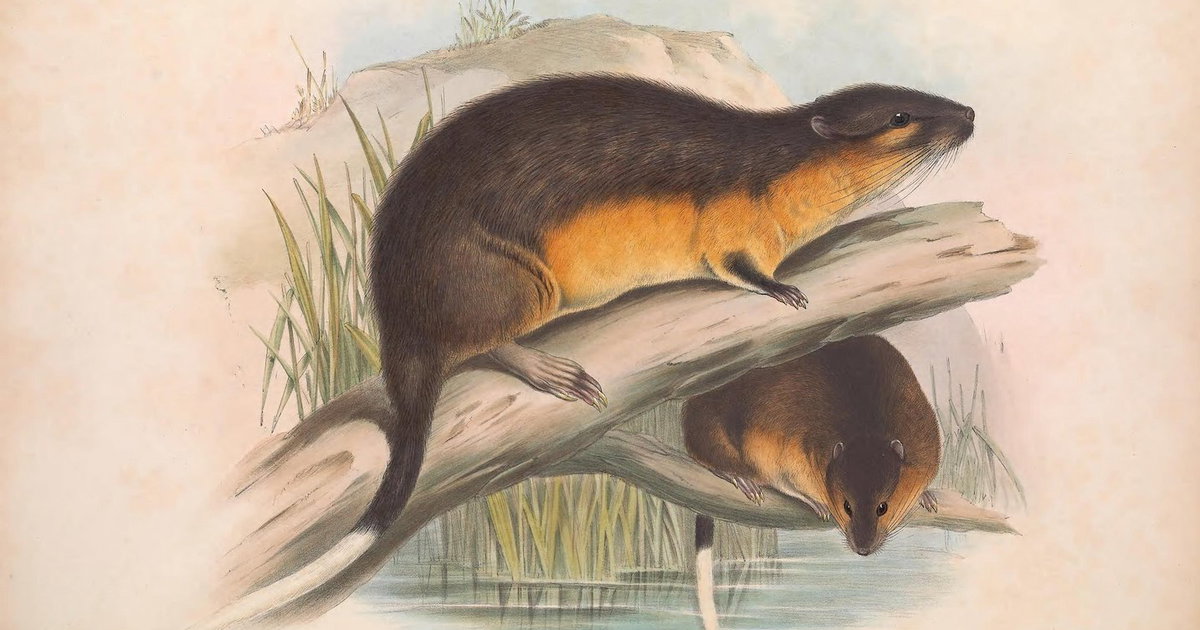 Hydromys chrysogaster*, Water Rat’ by John Gould from The Mammals of ...
