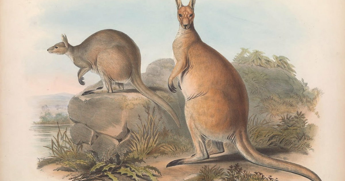 Osphranter antilopinus*, Antilopine Kangaroo’ by John Gould from The ...
