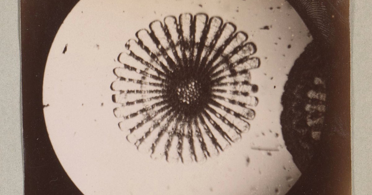 ‘Water sting, magnified 25 times’ by Marinus Pieter Filbri (1887–88 ...