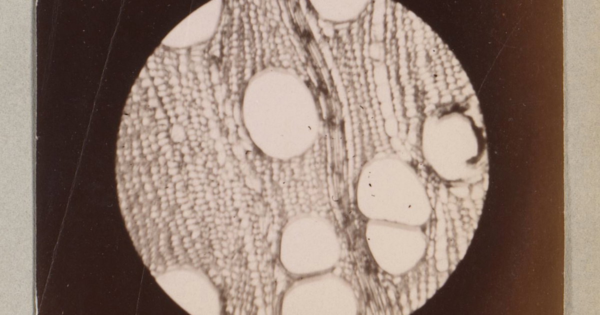 ‘Mahogany, magnified 60 times’ by Marinus Pieter Filbri (1887–88 ...