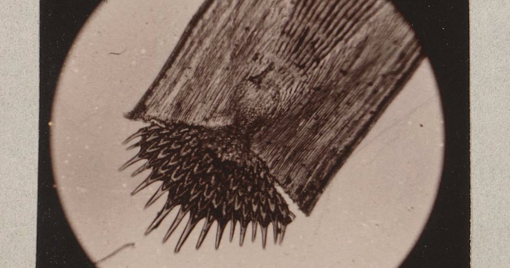 ‘Sole scale, magnified 25 times’ by Marinus Pieter Filbri (1887–88 ...
