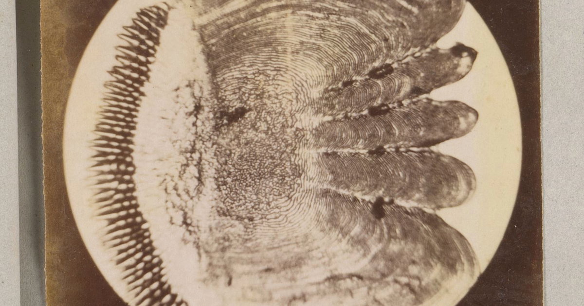 ‘Scale of a perch, magnified 40 times’ by Marinus Pieter Filbri (1887 ...