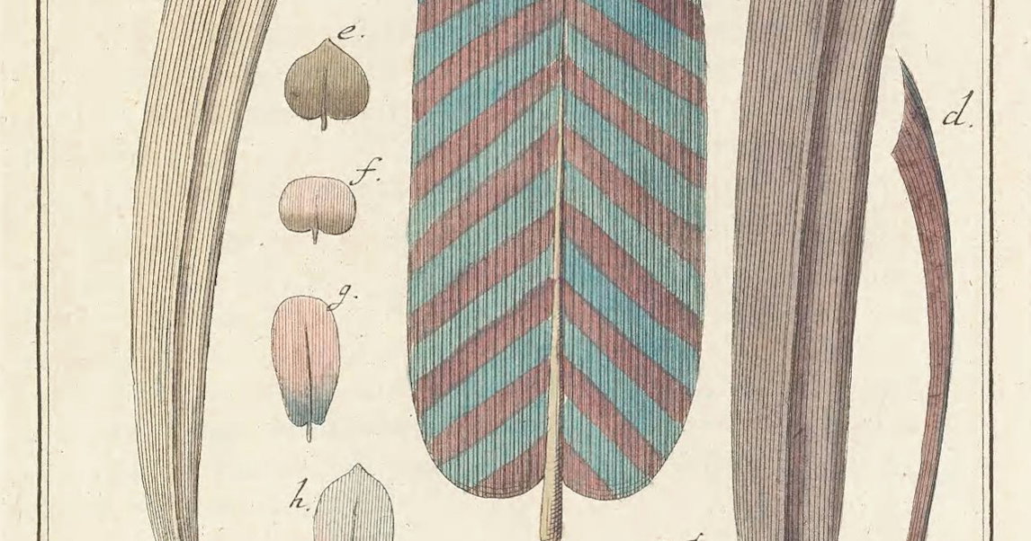 ‘Wing scales of the Night Owl moth’ by Martin Frobenius Ledermüller ...