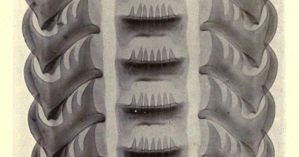 ‘Radula of Whelk ’ by Arthur E Smith from Nature Through Microscope and ...