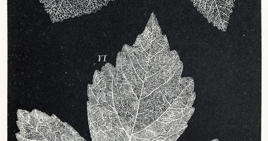 European Sycamore (*Acer pseudo-platanus*); Rose; Deutzia Scabra, or ...