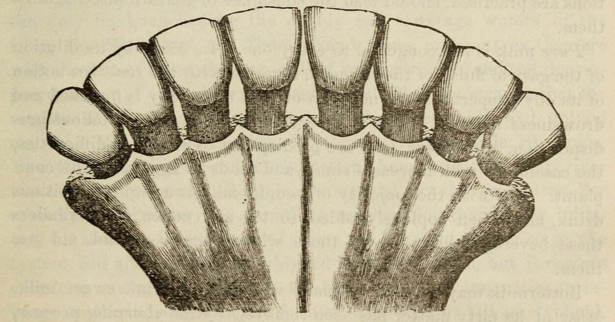 ‘Teeth of a Grazing Cow’ from Plain Home Talk (1896) | Public Domain ...