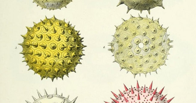 ‘Pollen Grains’ by Carl Julius Fritzsche from Ueber den Pollen (1837 ...