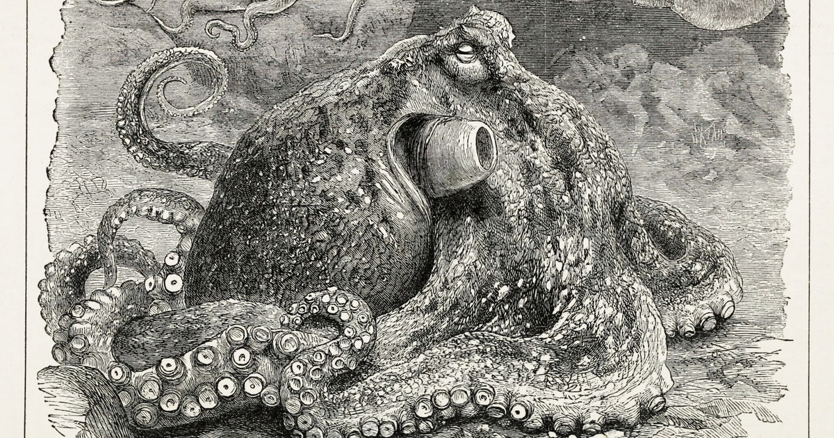 ‘The Octopus (Octopus vulgaris)’ by Henry Lee from Sea Monsters ...