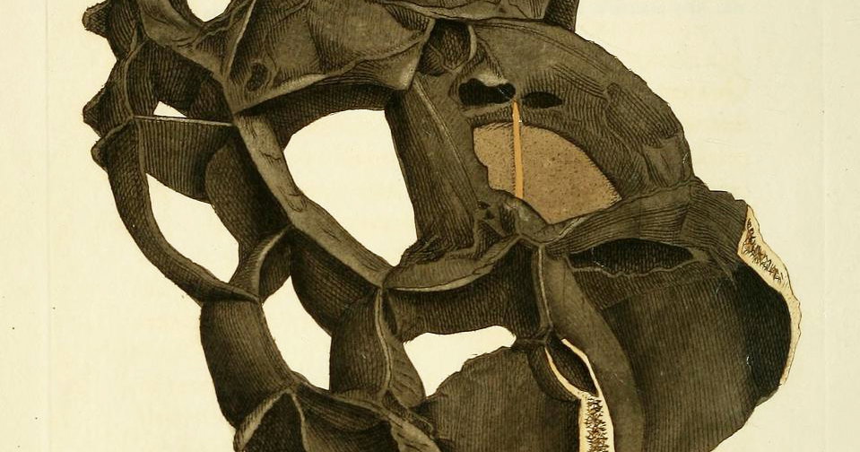 ‘Quartz Septarium (*Silex Quartzum*)’ by James Sowerby from British ...