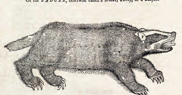 ‘Badger’ by Edward Topsell from The History of Four-Footed Beasts and ...