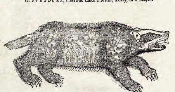 ‘Badger’ by Edward Topsell from The History of Four-Footed Beasts and ...