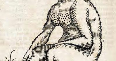 ‘Spinga or Sphinx’ by Edward Topsell from The History of Four-Footed ...