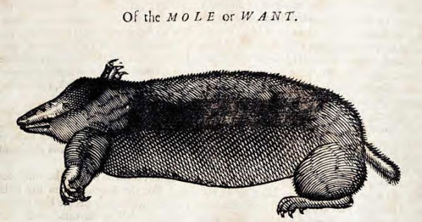 ‘The Mole or Want’ by Edward Topsell from The History of Four-Footed ...