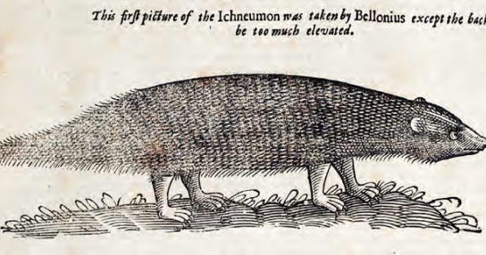 ‘Ichneumon’ by Edward Topsell from The History of Four-Footed Beasts ...