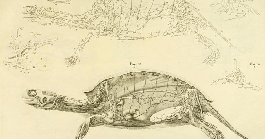 Untitled Image by Friedrich Lehmann, Ludwig Heinrich Bojanus from ...