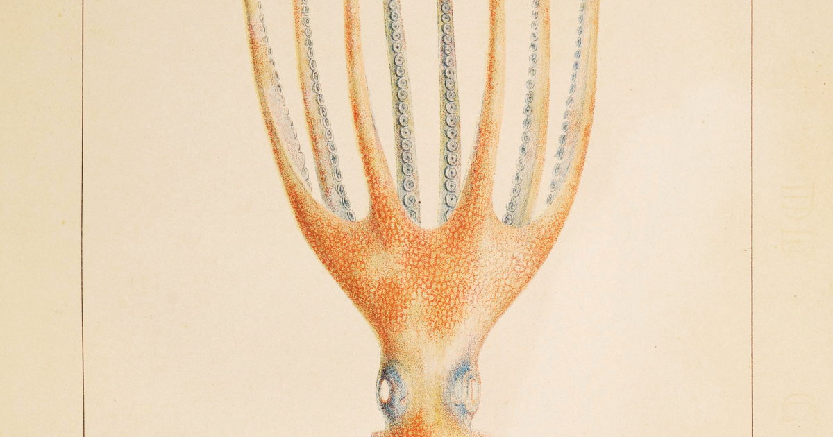 ‘Eledon Aldrovandi ’ by Jean Baptiste Vérany from Mollusques ...