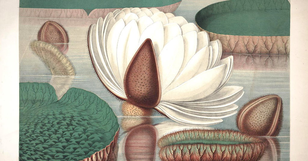 ‘Opening flower’ by William Sharp from Victoria Regia, or, The Great ...