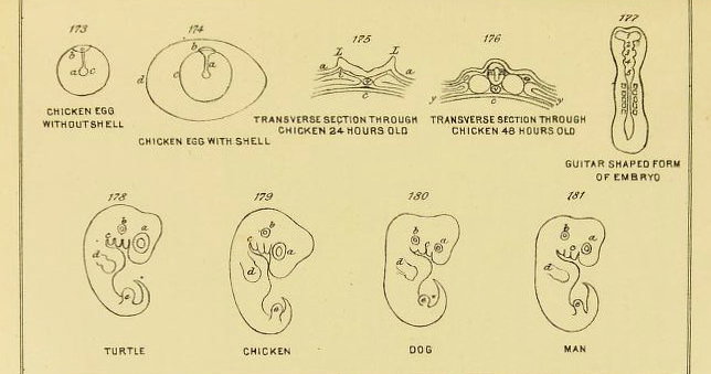 ‘Embryos in Different Animals’ from Evolution of Life (1873) | Public ...