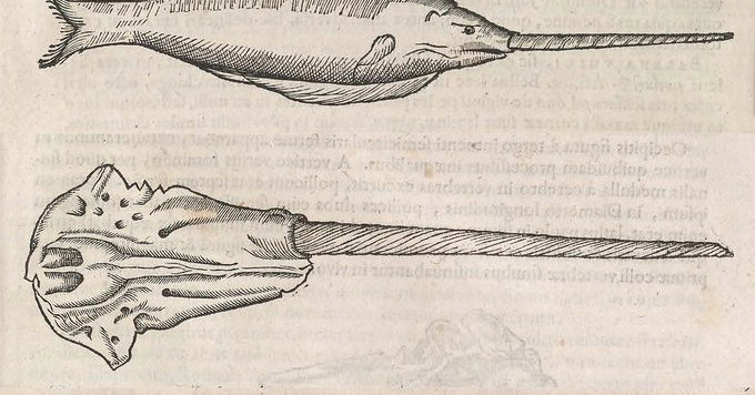 ‘The Narwhal and Horn’ from Museum Wormianum (1655) | Public Domain ...