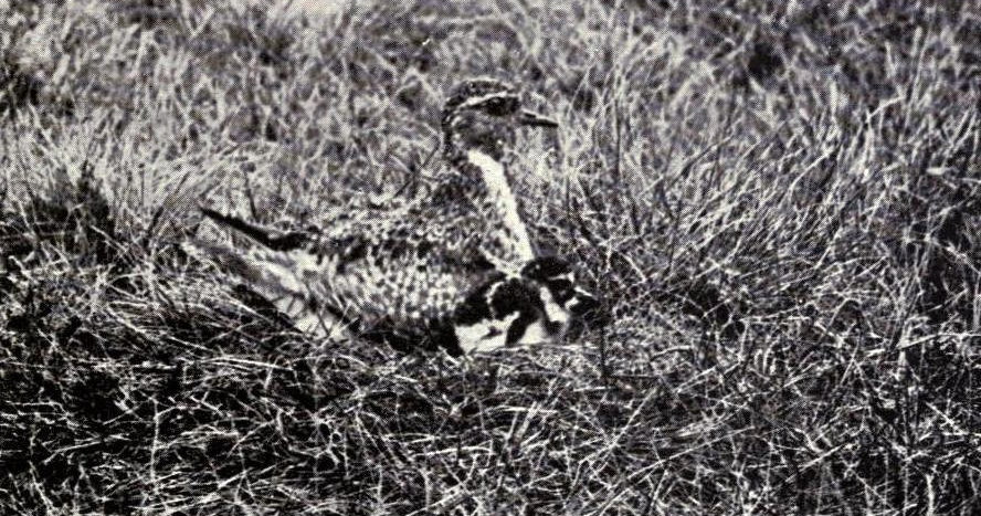 ‘Male Golden Plover Covering Chick’ by Richard Kearton from Wild Nature ...
