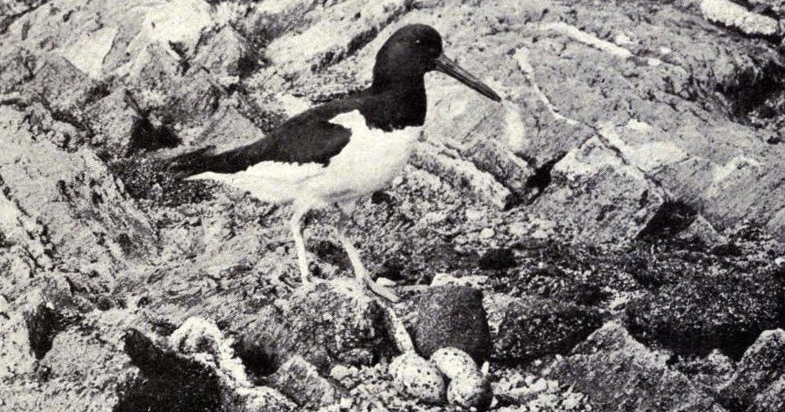 ‘Oyster-Catcher Approaching Her Eggs’ by Richard Kearton from Wild ...