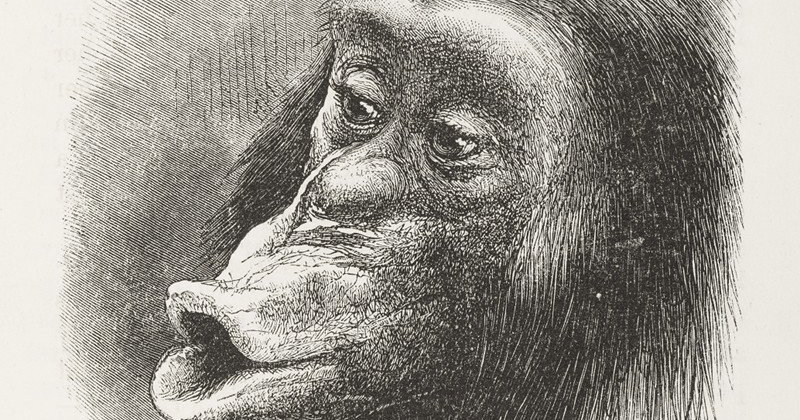 ‘Chimpanzee Disappointed and Sulky’ by T. Wood from The Expression of ...