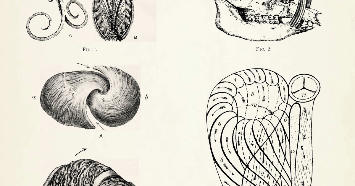 ‘Spiral formations in feathers and teeth, in the muscular arrangements ...
