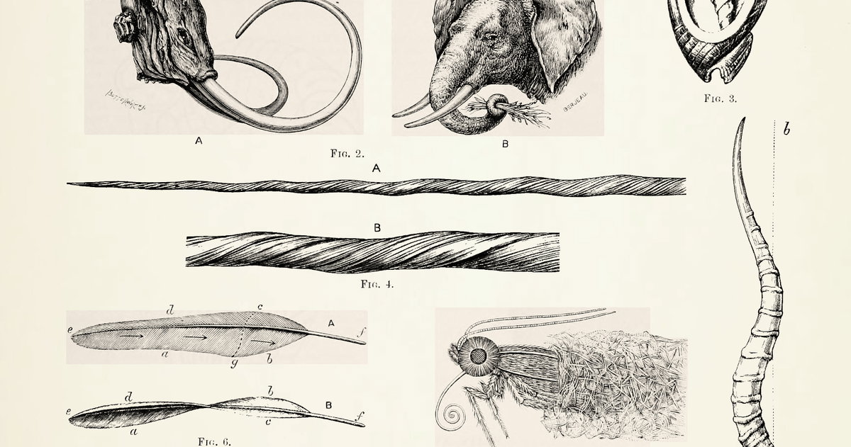 ‘Spiral structures as seen in shells, horns, tusks, teeth, feathers ...
