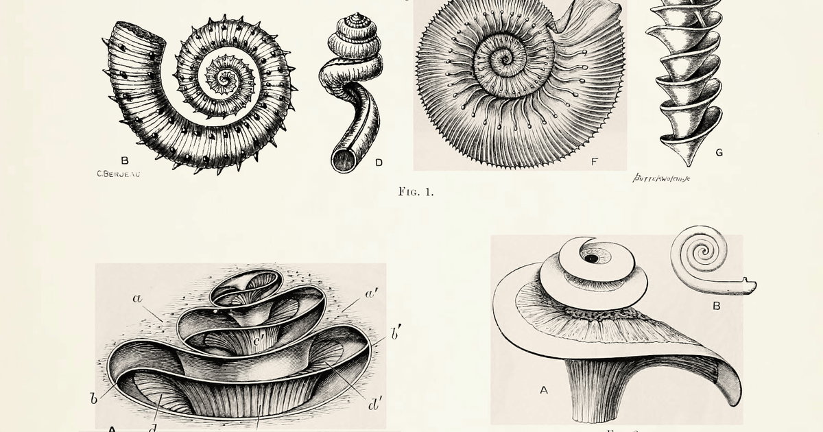 ‘Resemblance between spiral shell formations and bony portions of the ...
