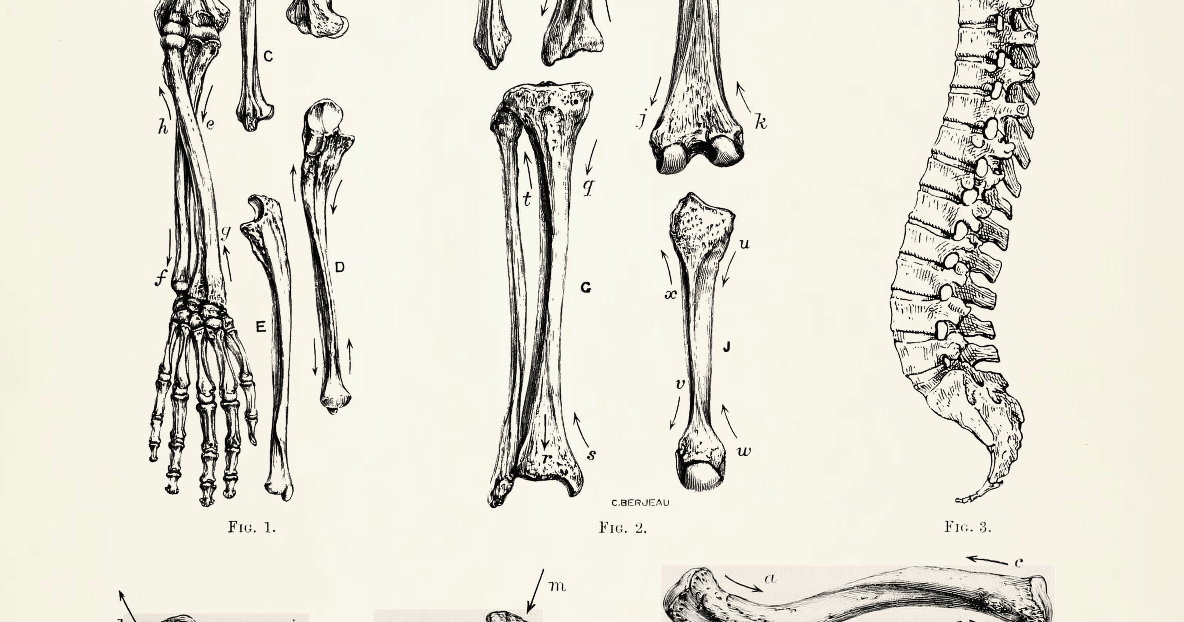 ‘Spiral formation of human bones as seen in the arm, leg, vertebral ...