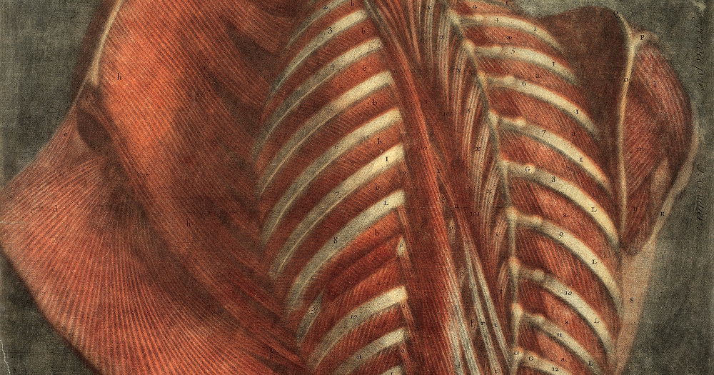 ‘Écorché of a Woman’s Back’ by Jacques Fabien Gautier d'Agoty' (1746 ...