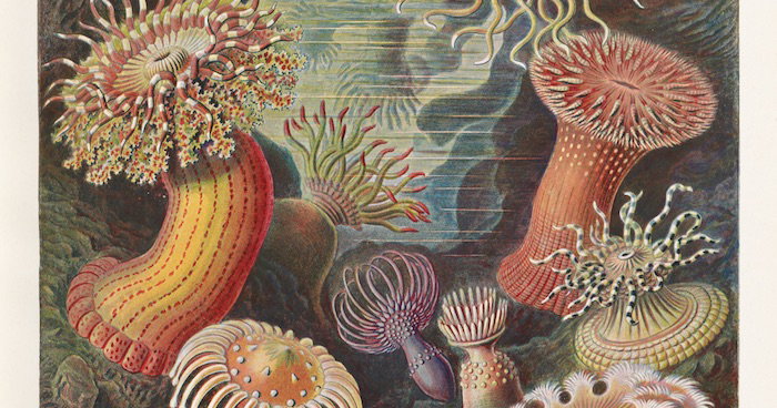‘Plate 49, Actiniae’ by Ernst Haeckel from Kunstformen der Natur (1904 ...